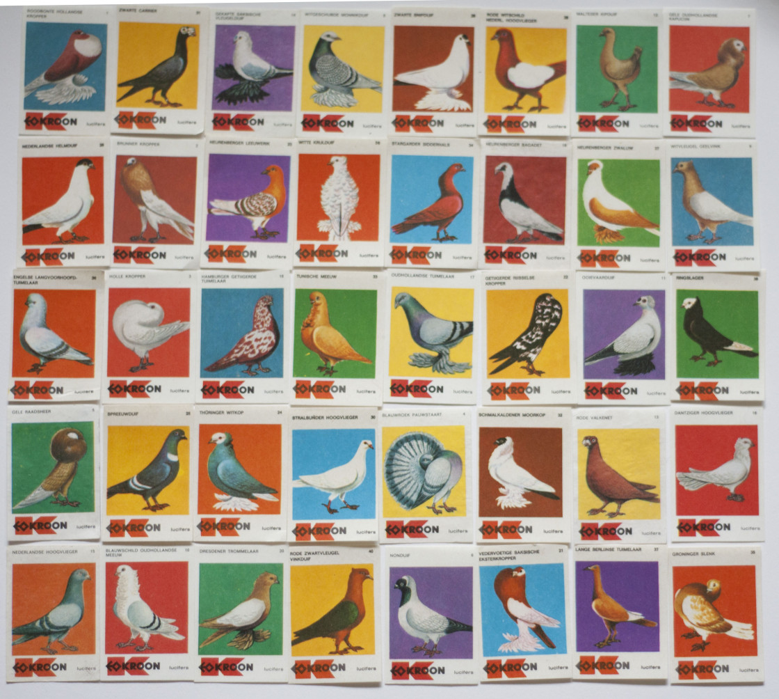 Elena Loves Pigeons | Alphabettes